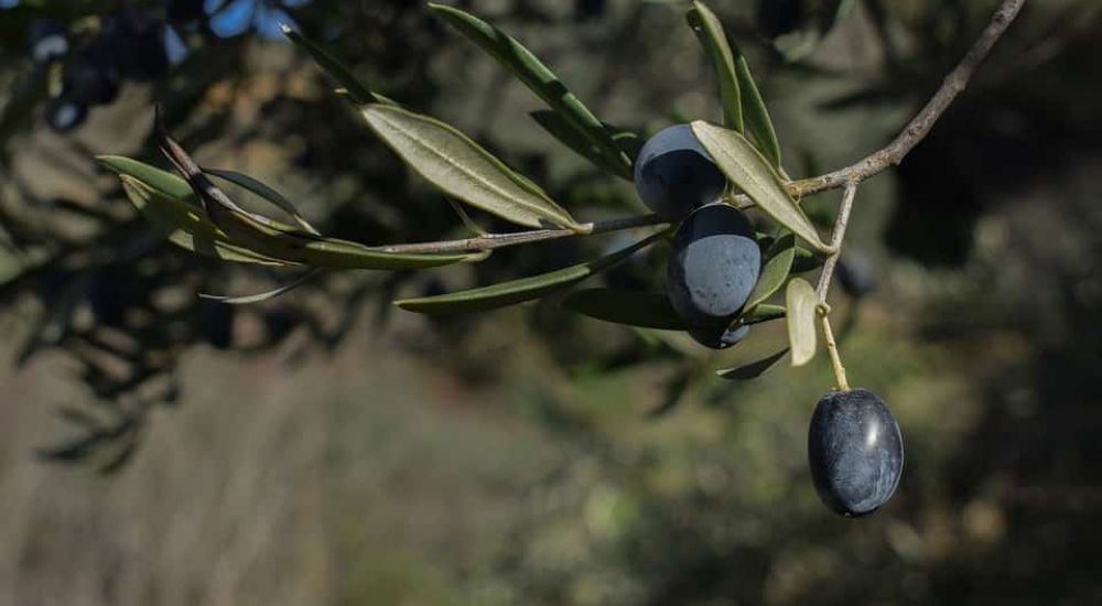 Ελαιοκαλλιέργεια: λίστες με τα εγκεκριμένα φυτοπροστατευτικά και τις ...