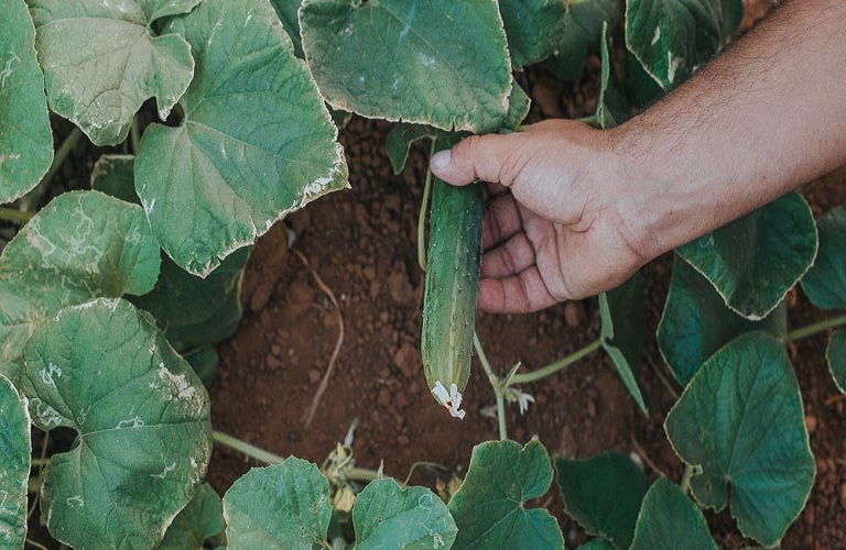 Αγγουριά θερμοκηπίου: Πώς θα αντιμετωπίσετε ασθένειες και εχθρούς ...